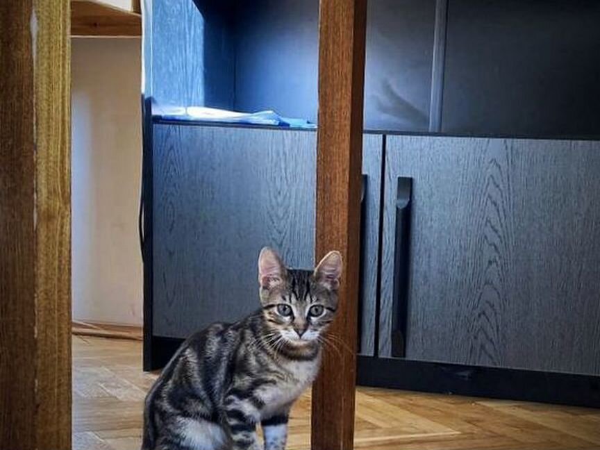 Котенок в добрые руки