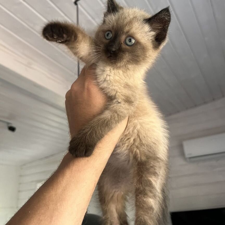Невский маскарадный котёнок