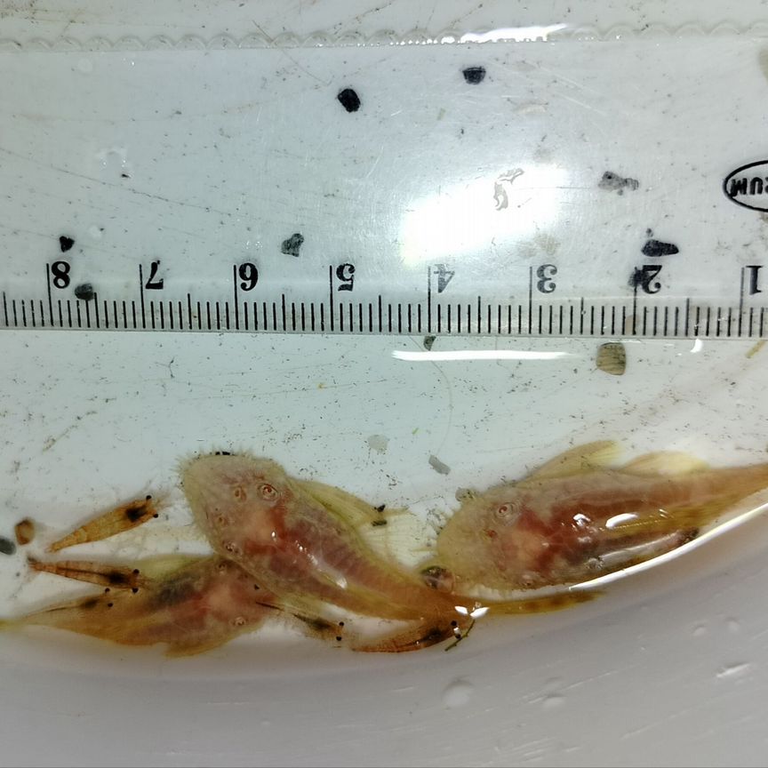 Продам анцитрусов