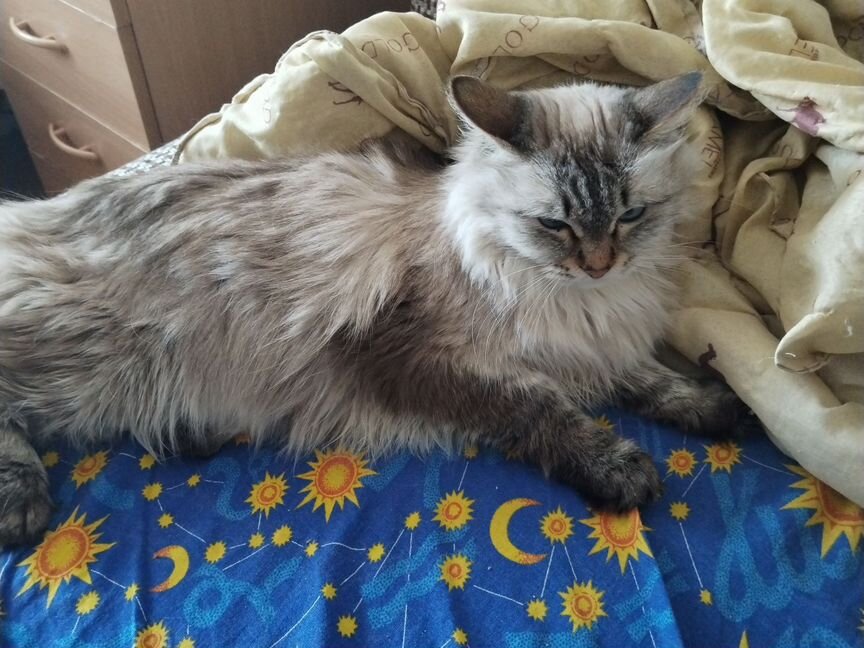 Кошка невская маскарадная бесплатно