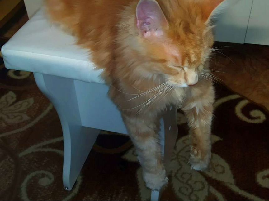 Мейн-кун вязка