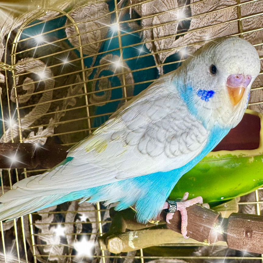 Выставочный волнистый попугай ввп Чех