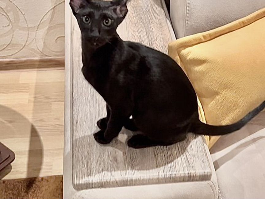 Ориентальные котята