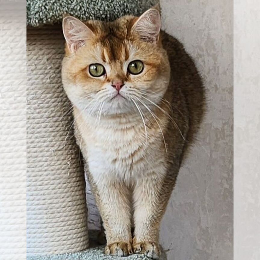Кошка в дар