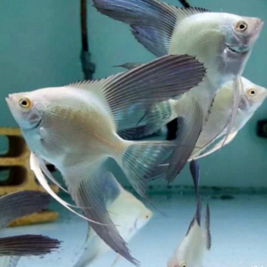 Скалярии -Болгарская жемчужина