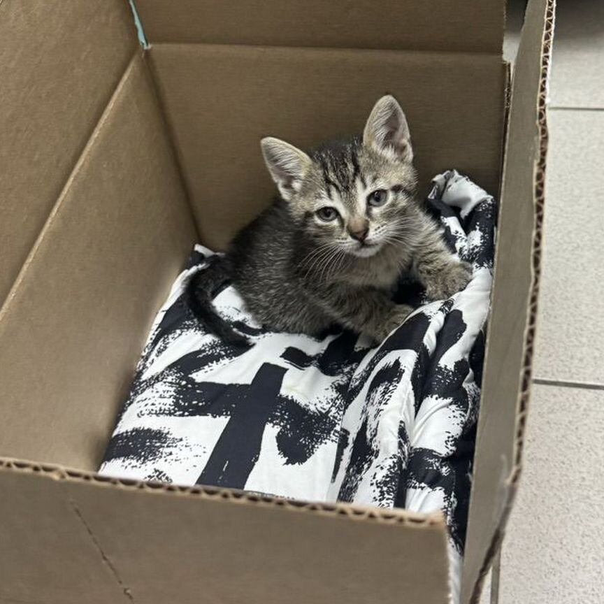 Котенок в добрые руки