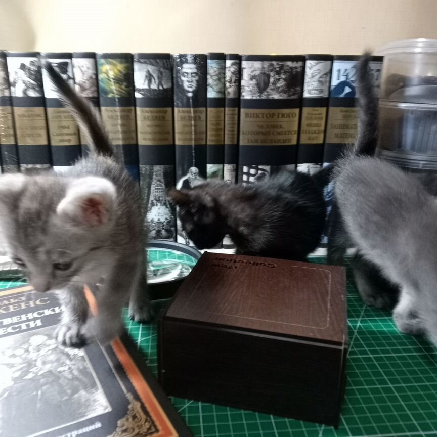 Котята в добрые руки