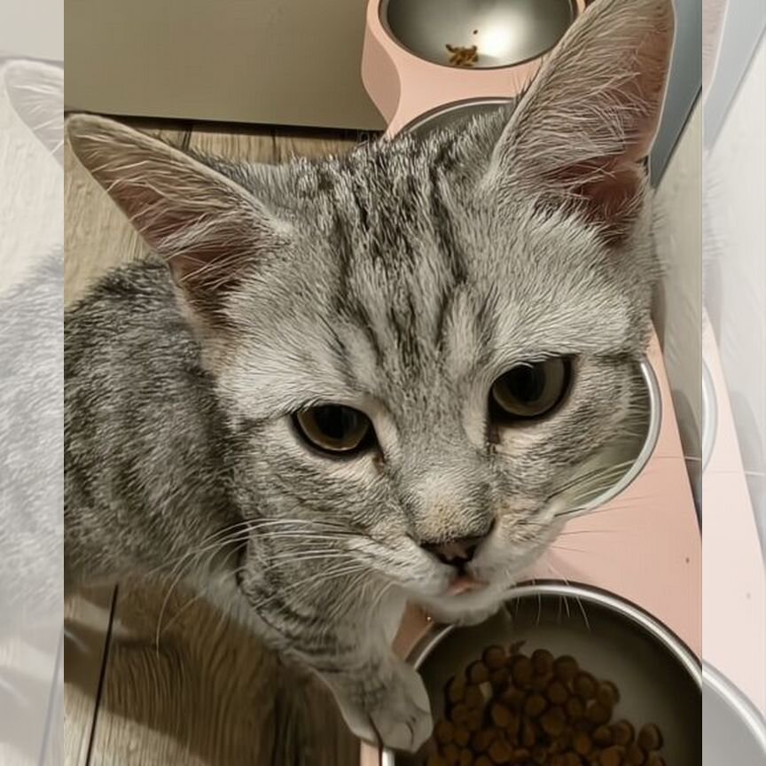 Шотландский вислоухий короткошёрстный котёнок