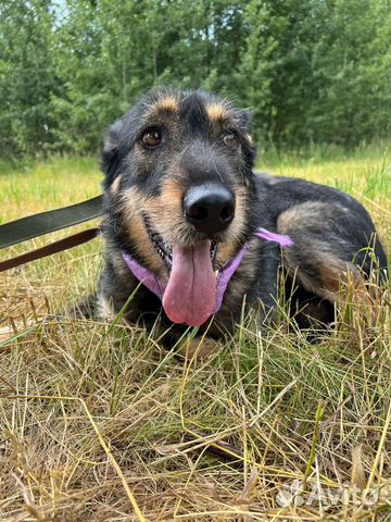 Нежный Терри тоже хочет домой