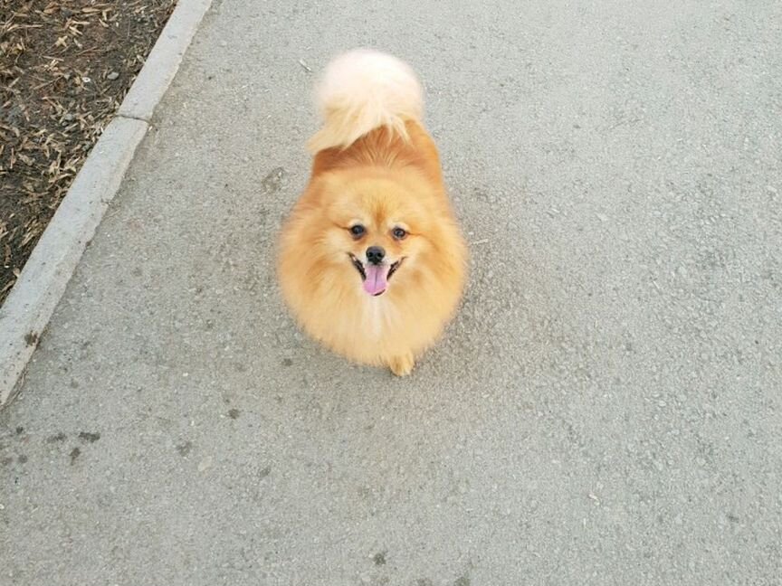 Шпиц для вязки