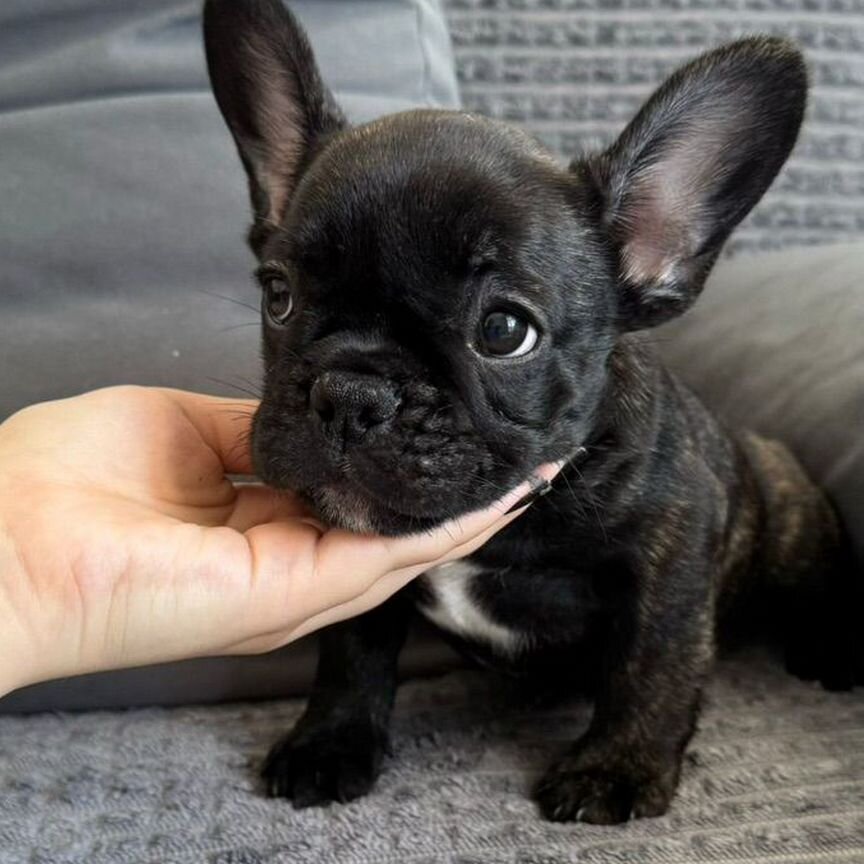 Французский бульдог щенки