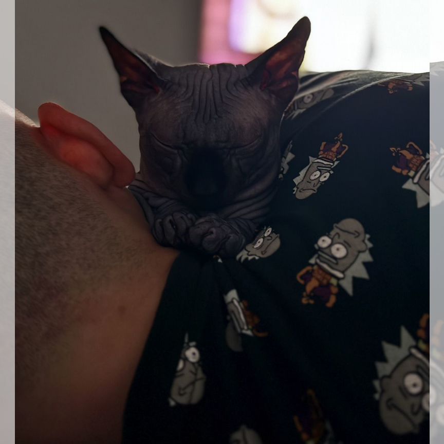 Канадский сфинкс, взрослый кот