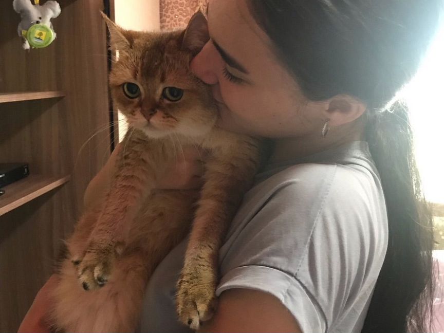 Британский кот золотая шиншилла