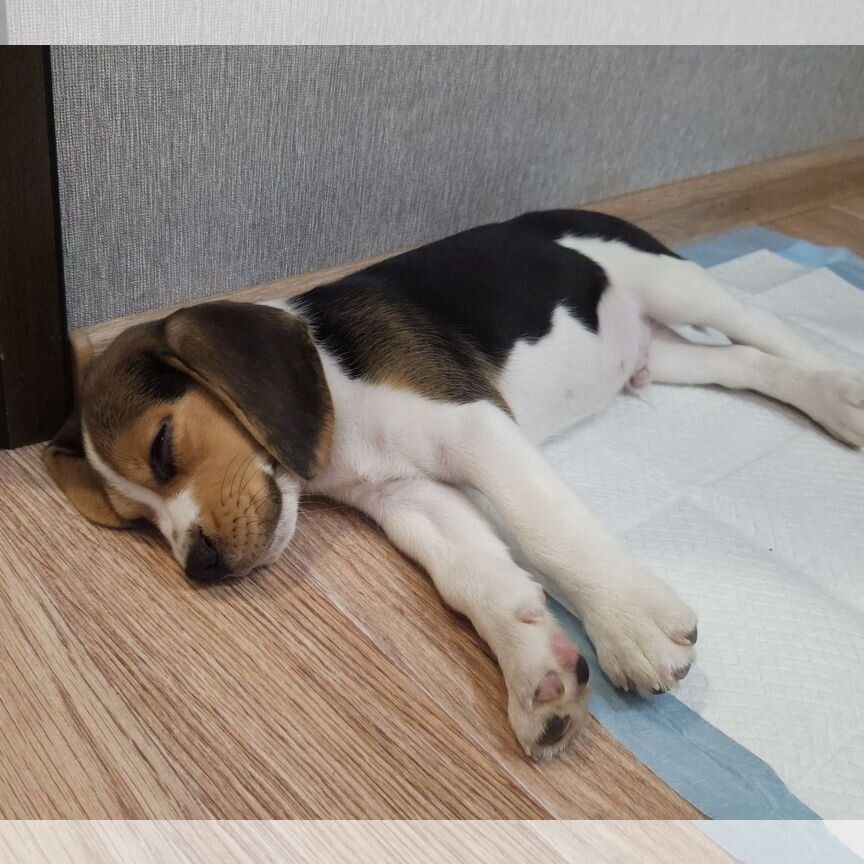 Бигль, щенок