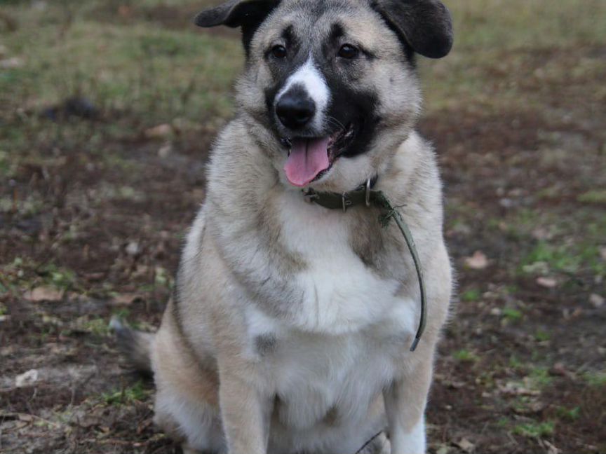 Собака в добрые руки отдам бесплатно
