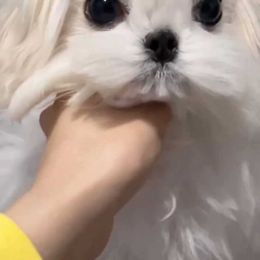 Мальтезе Корея мальчик