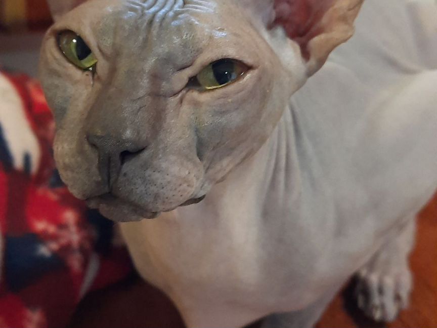 Донской сфинкс