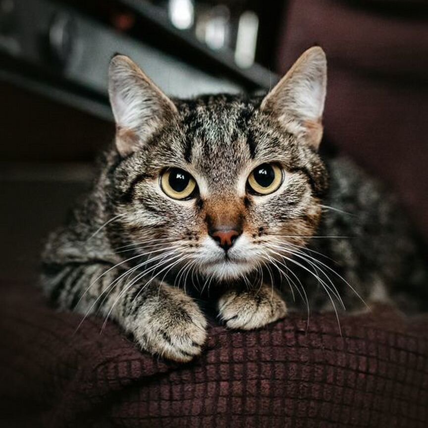 Ласковая полосатая кошка Арвен в добрые руки