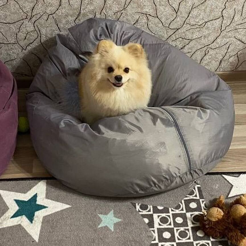 Померанский шпиц, взрослая собака