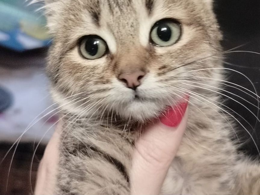 Котенок 2,5 мес. Марта ищет хозяев