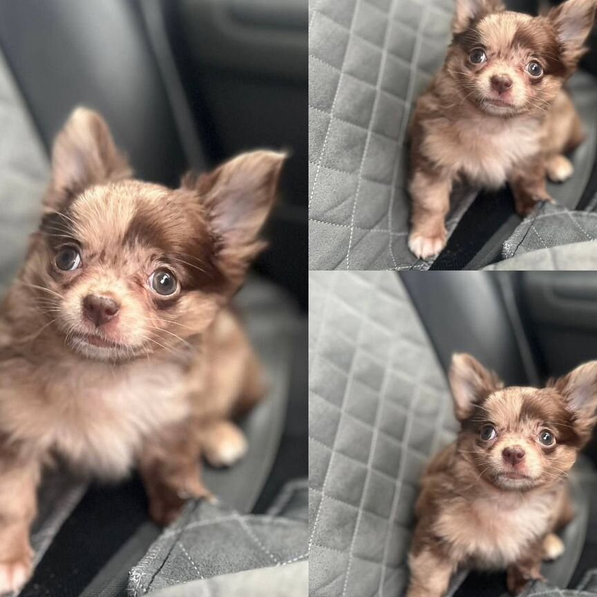 Чихуахуа, щенок