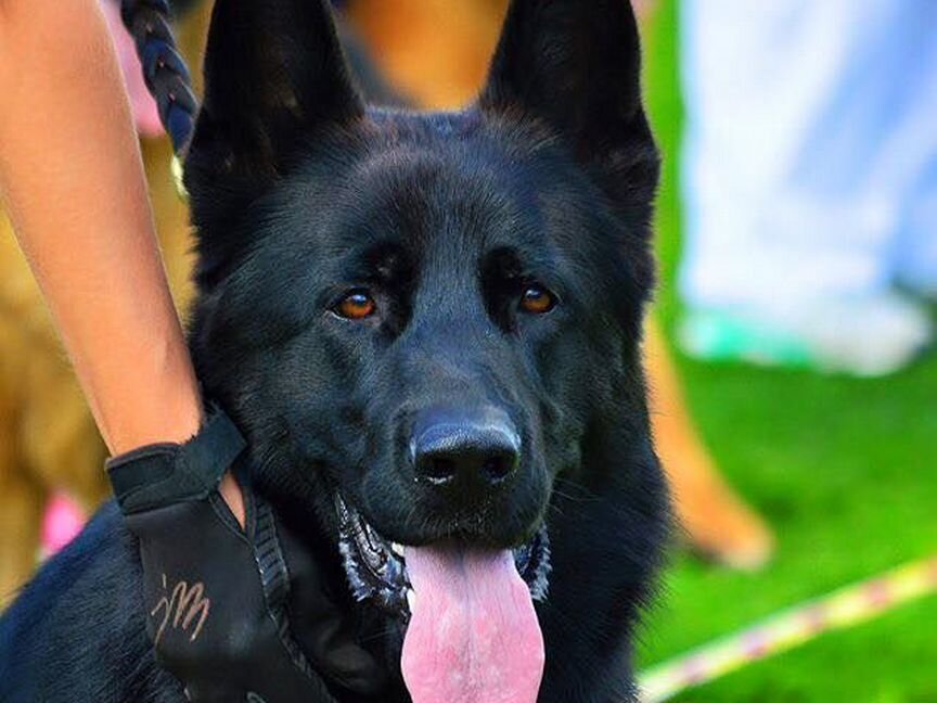 Черные овчарята - щеночки