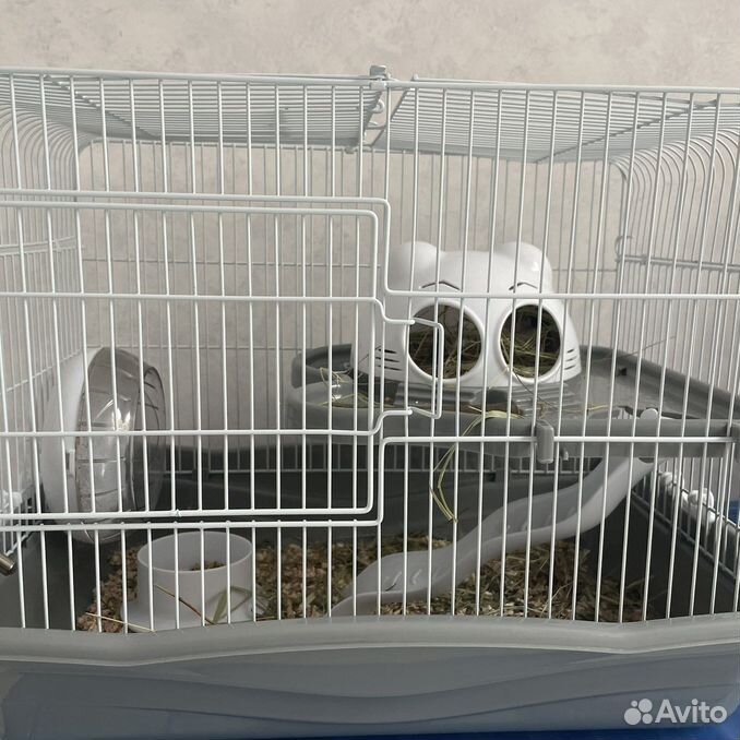 Хомячек с клеткой