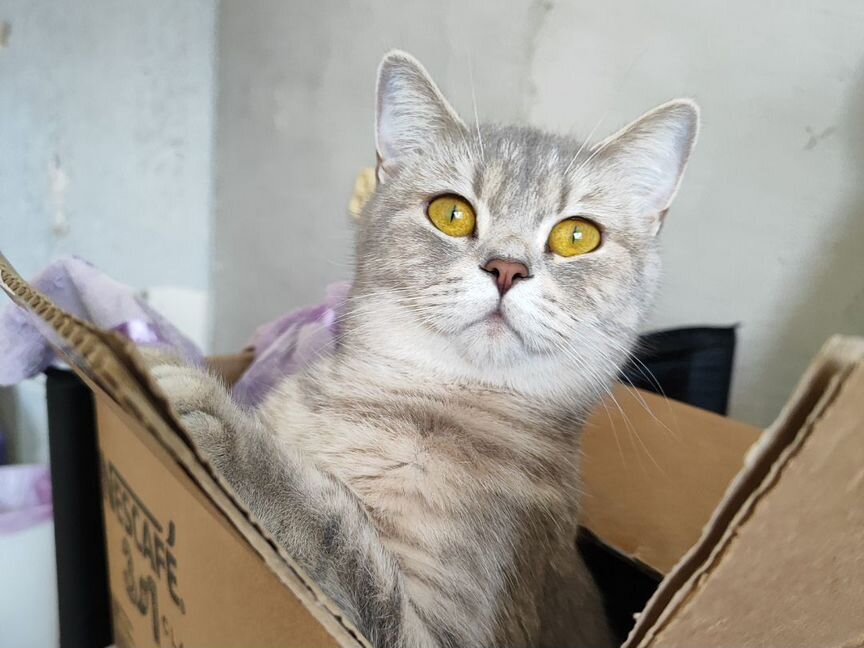 Кошка 2 года