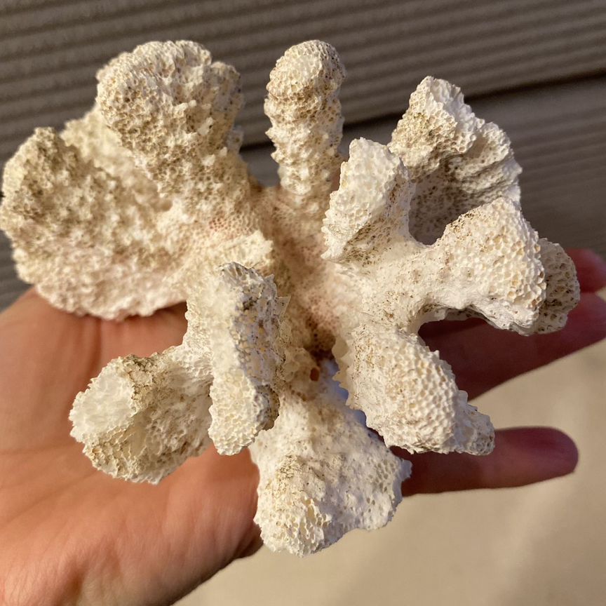 Морской коралл