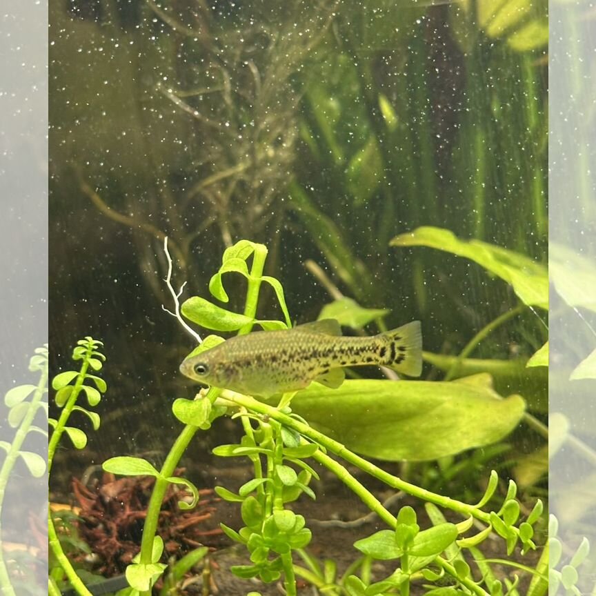 Амека глянцевая