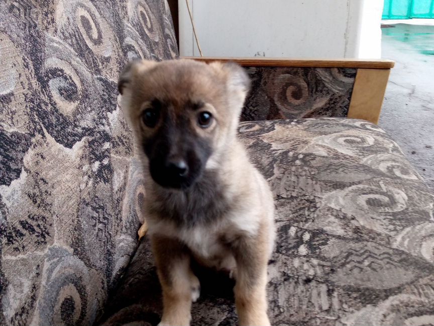 Собака в добрые руки дворняжка