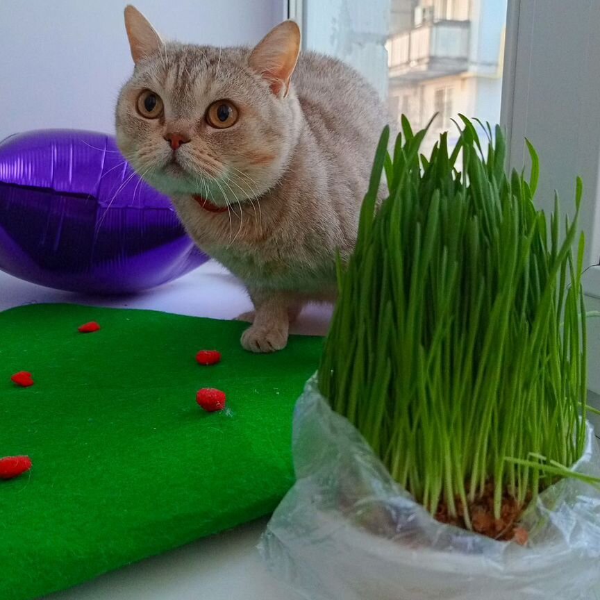 Домашние животные кошки