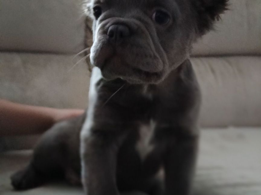 Французский лиловый бульдог флаффи