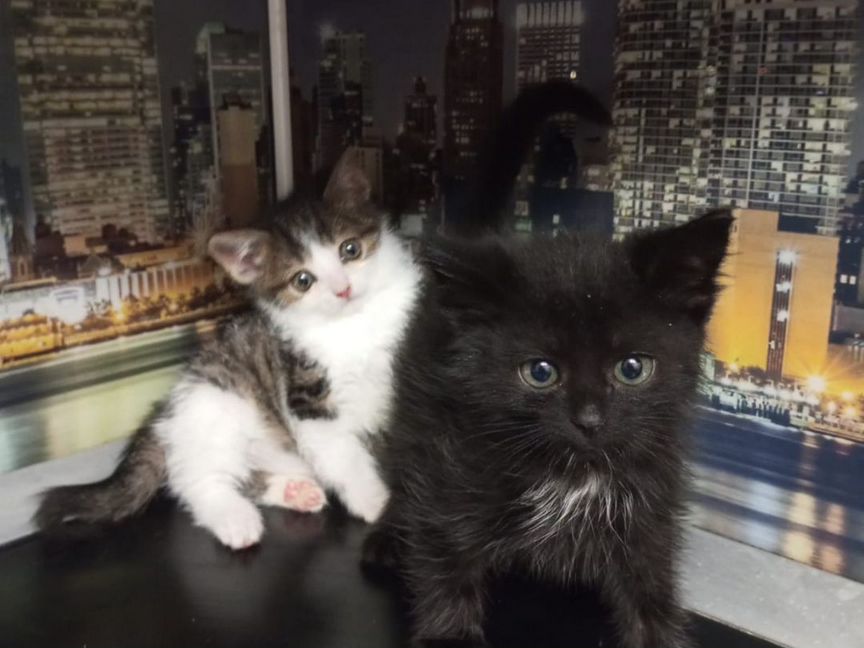 Котики (котята) маленькие бесплатно