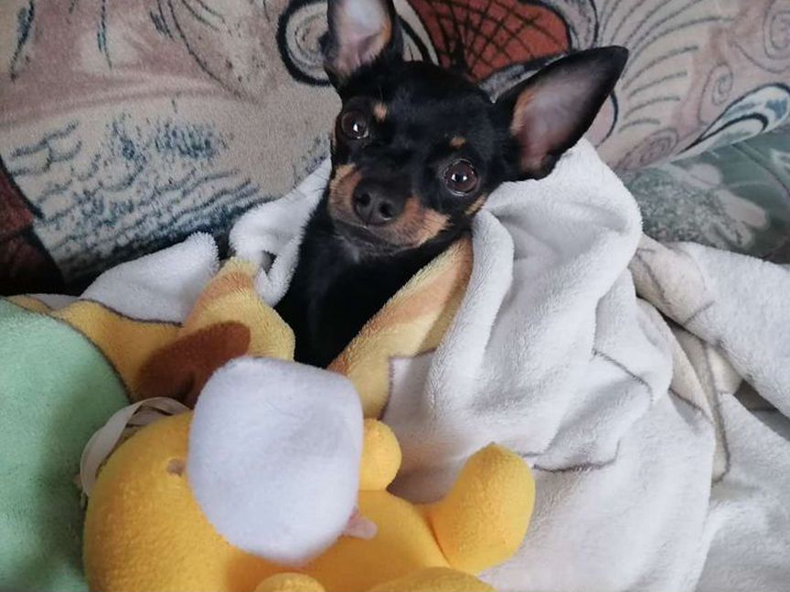 Вязка, ждем невест