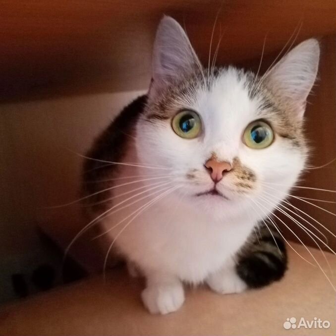 Кошечка лапочка