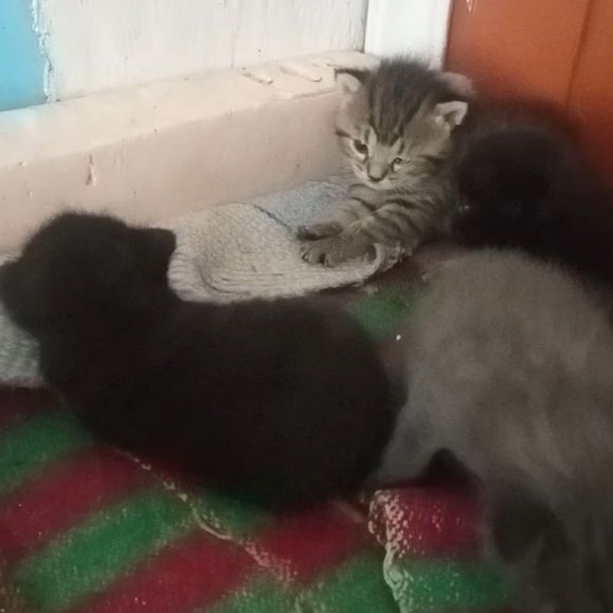 Котята в добрые руки