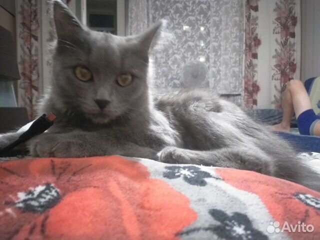 Кошечка в добрые руки