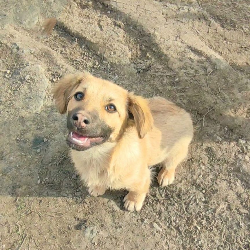 Щенок в добрые руки