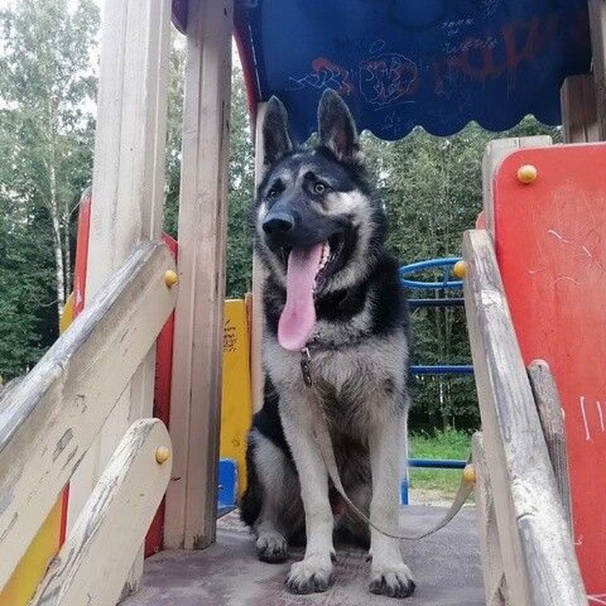 Кобель вео для вязки