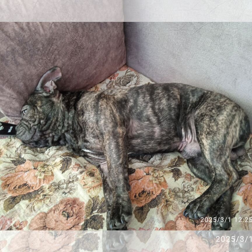 Французский бульдог, взрослый пёс