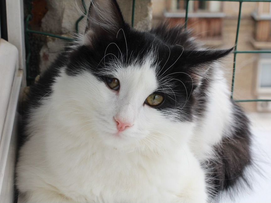 Котенок Мышка 5 месяцев