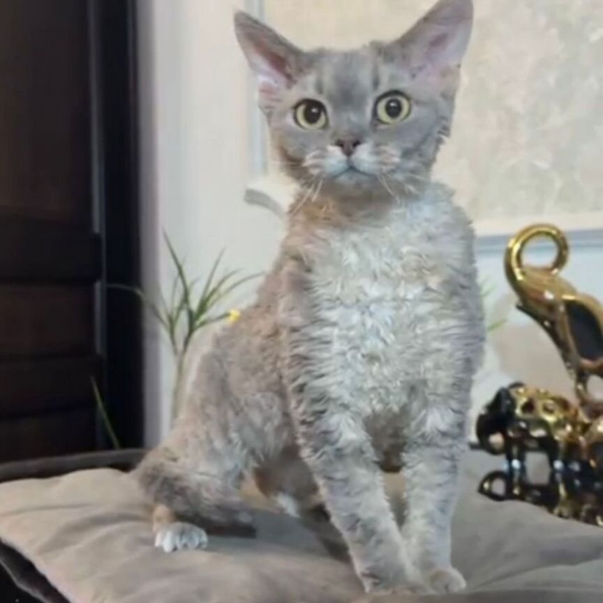 Девон-рекс котёнок