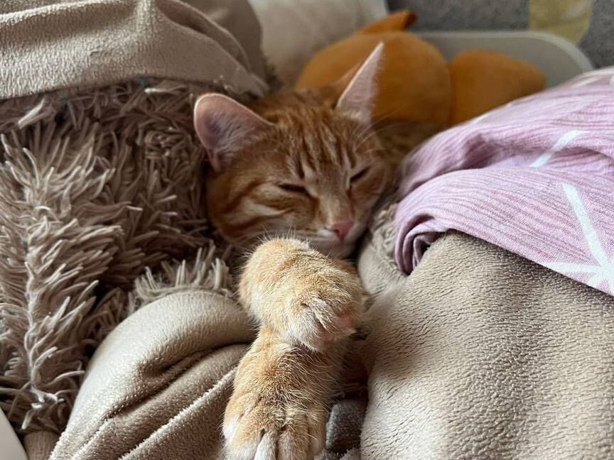 Сфинкс+сибиряк