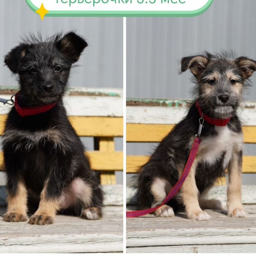 Щенок в добрые руки