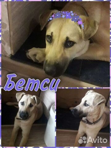 Красавица Бетси ищет любящую семью