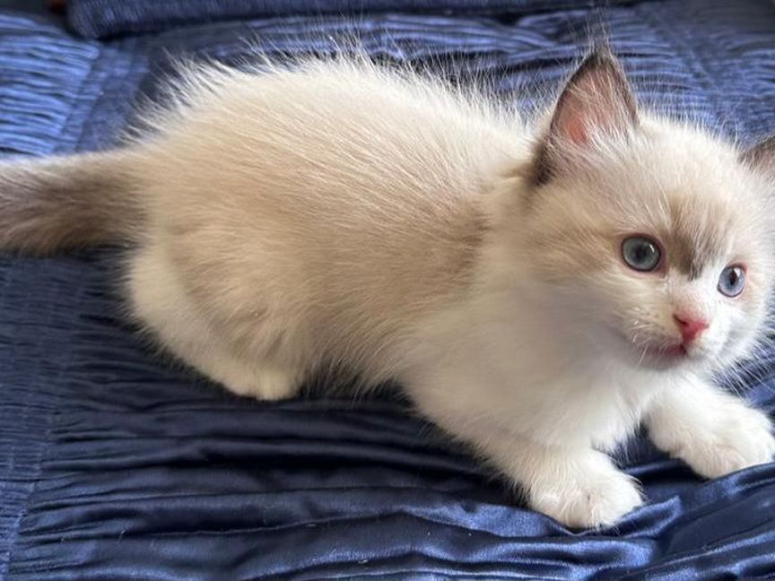 Продается котенок породы Рэгдолл