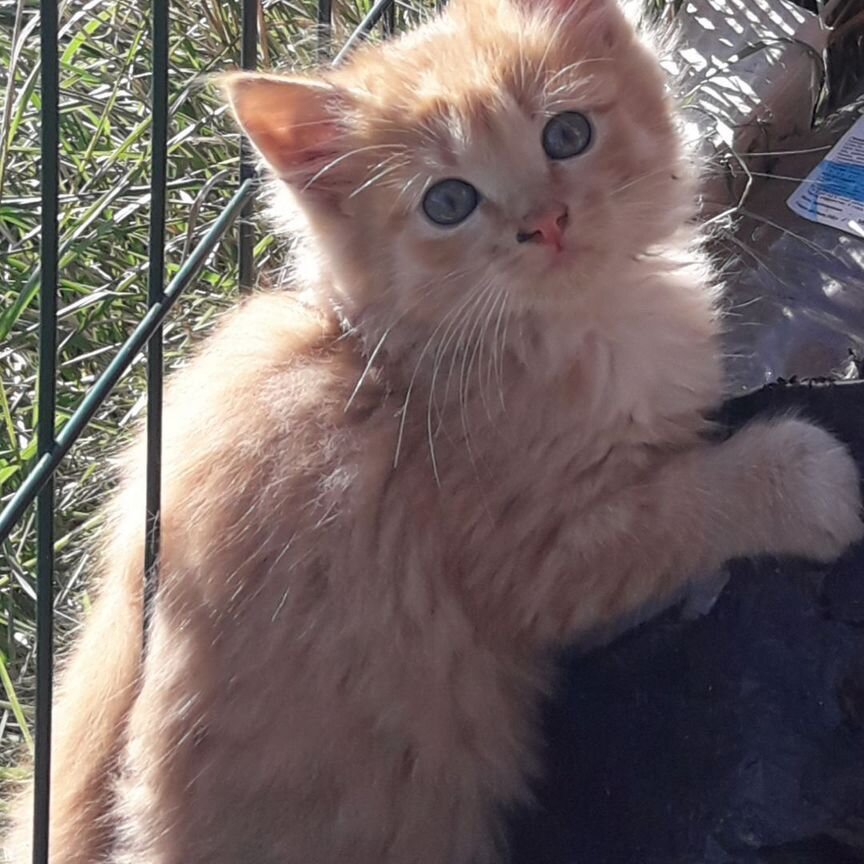 Котенок ждет хозяев