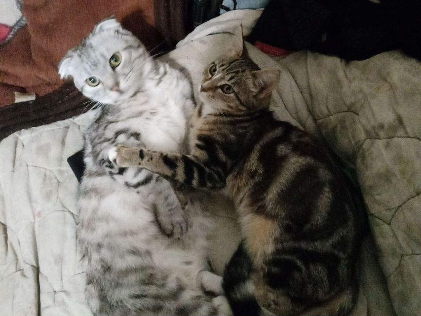 Котёнок девочка игривая ждет себе новую семью