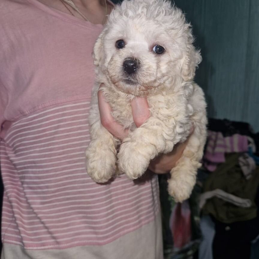 Бишон фризе